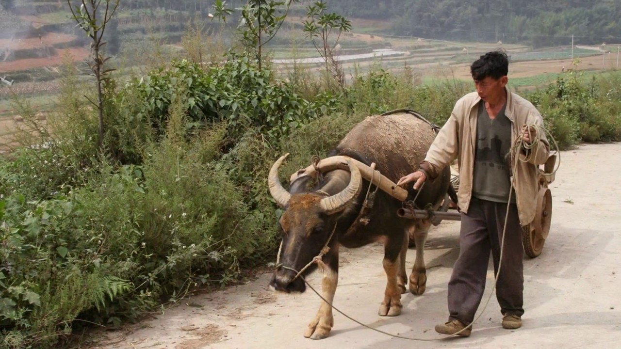 CHINA - COUNTRY LIFE - KLAUS SCHONNING - BAMBOO FLUTE - CHINESE ...