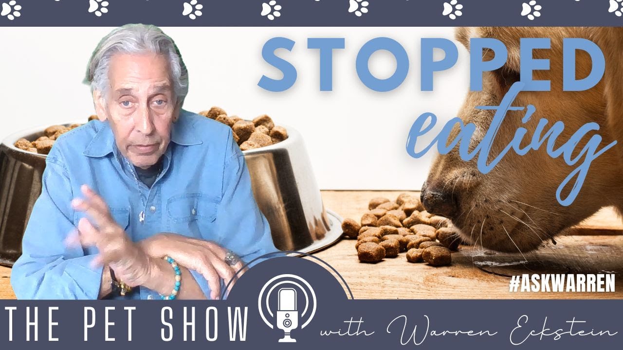 My DOG Has Stopped Eating His Food YouTube my-dog-has-stopped-eating-his-food-youtube