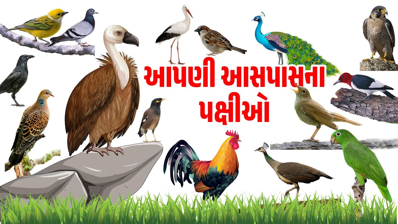 પક્ષીઓના નામ અને અવાજ | Birds Name And Sound | Bird Names in Gujarati ...