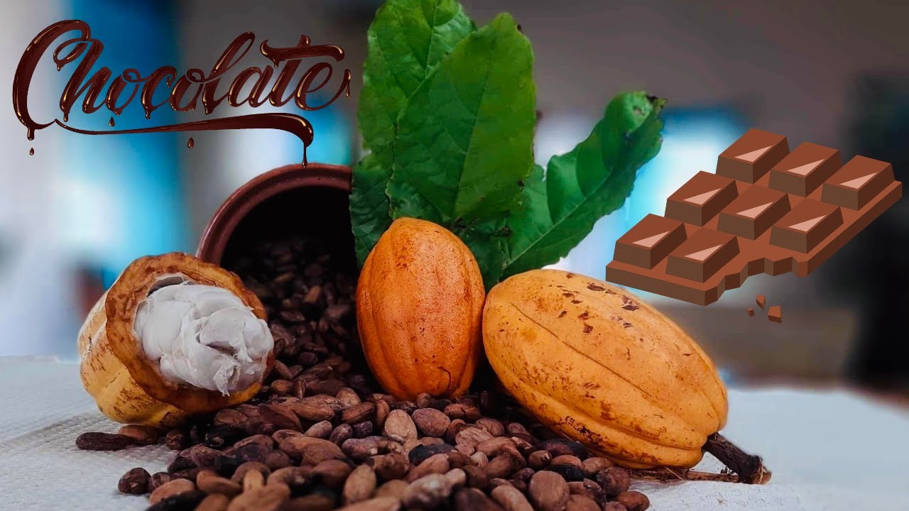 Making Chocolate From the Cacao Fruit Pod// The Old fashioned Way ...