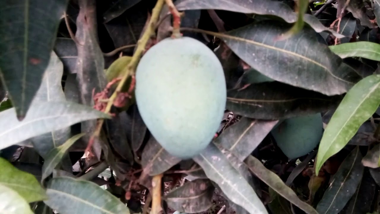 La mangue en Algérie - YouTube