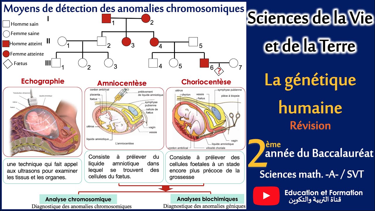 La génétique humaine - 2ème Bac SVT-2ème Bac Sc. Math-A- - YouTube
