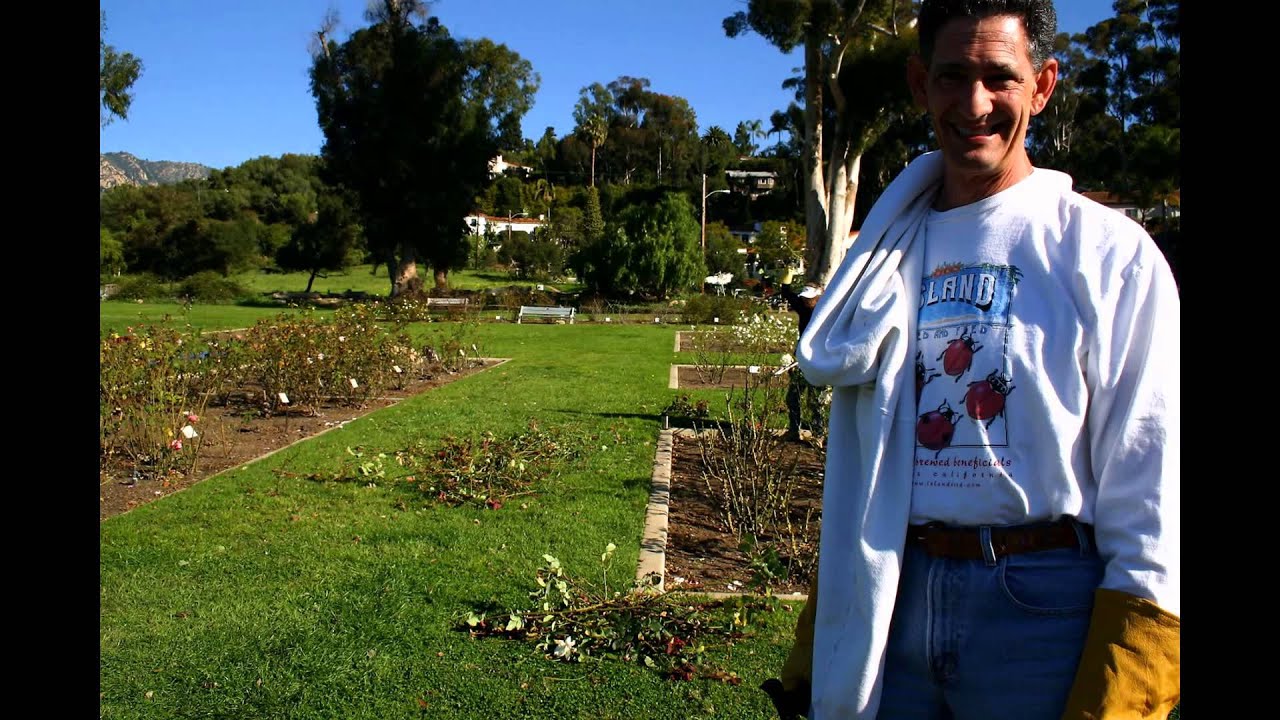 How to care for Roses with Dan Bifano Pt One - YouTube