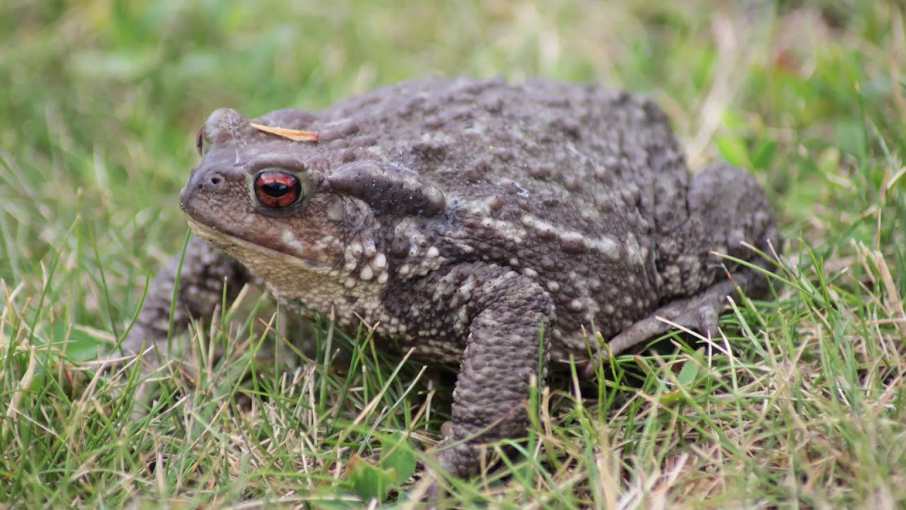 Batraciens - YouTube