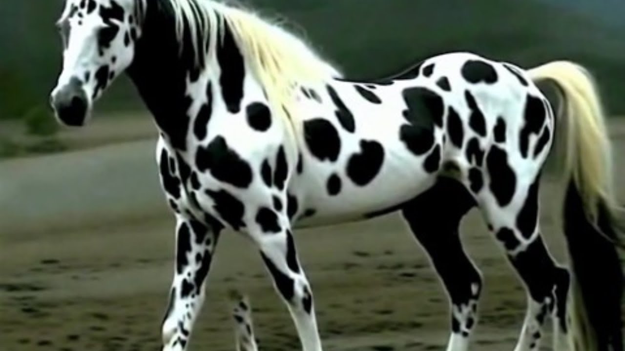Los 5 Caballos Más Extraños del Mundo que Nunca Creerás que Existen ...