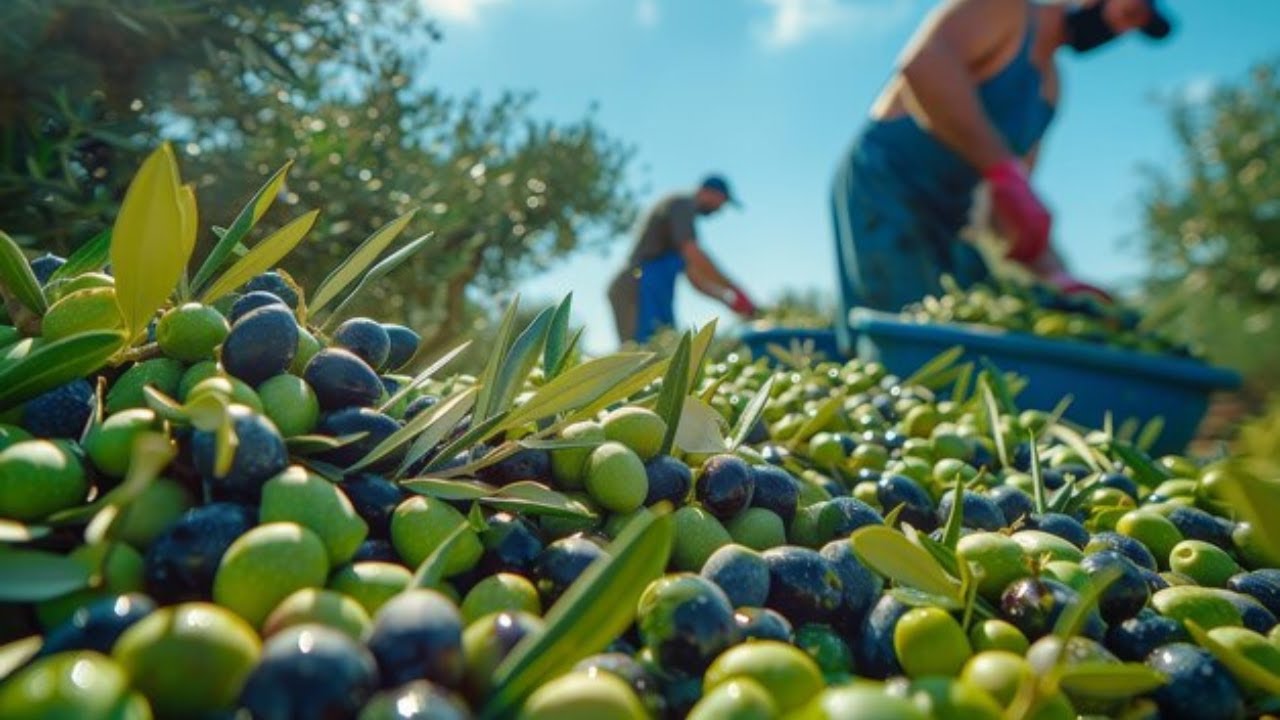 How Farmers Grow and Harvest Millions of Tons of Olive | Cultivation ...