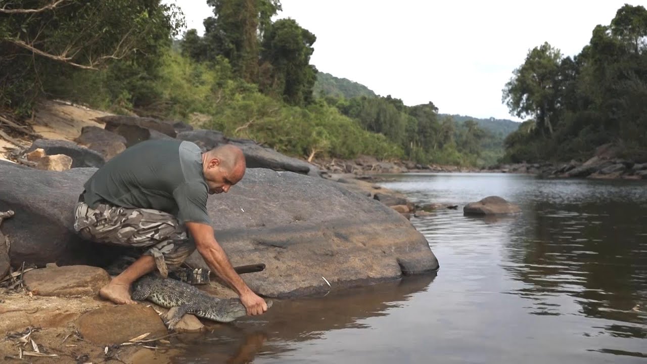 Successful breeding campaign helps save rare crocodile from near ...