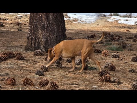 Saturday Walks ️#droku #pb - YouTube