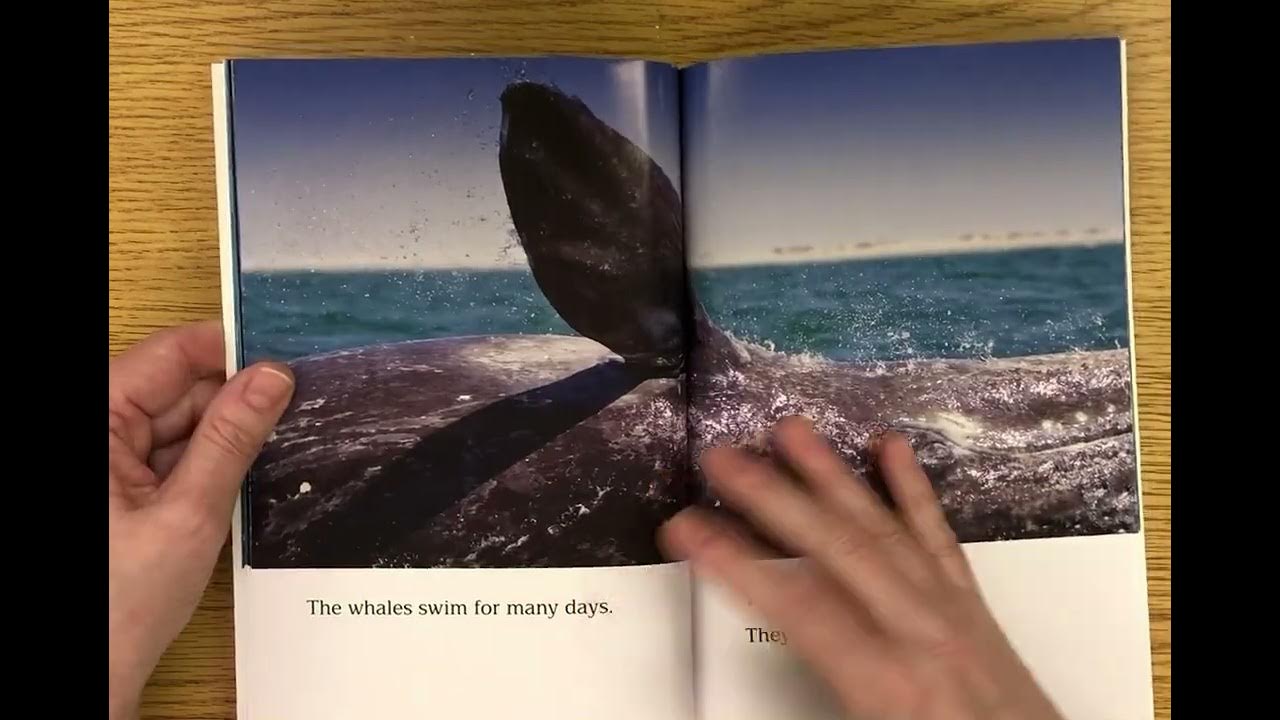 Baby Whale’s Long Swim read aloud book - YouTube
