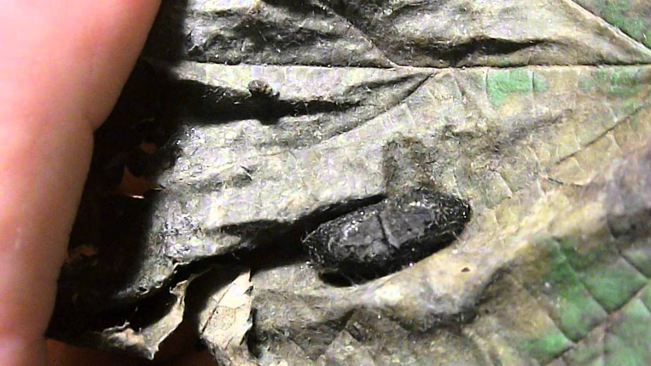 Larvae, Pupae and Adults of Hazel Sawfly ( Croesus septentrionalis ) 5 ...