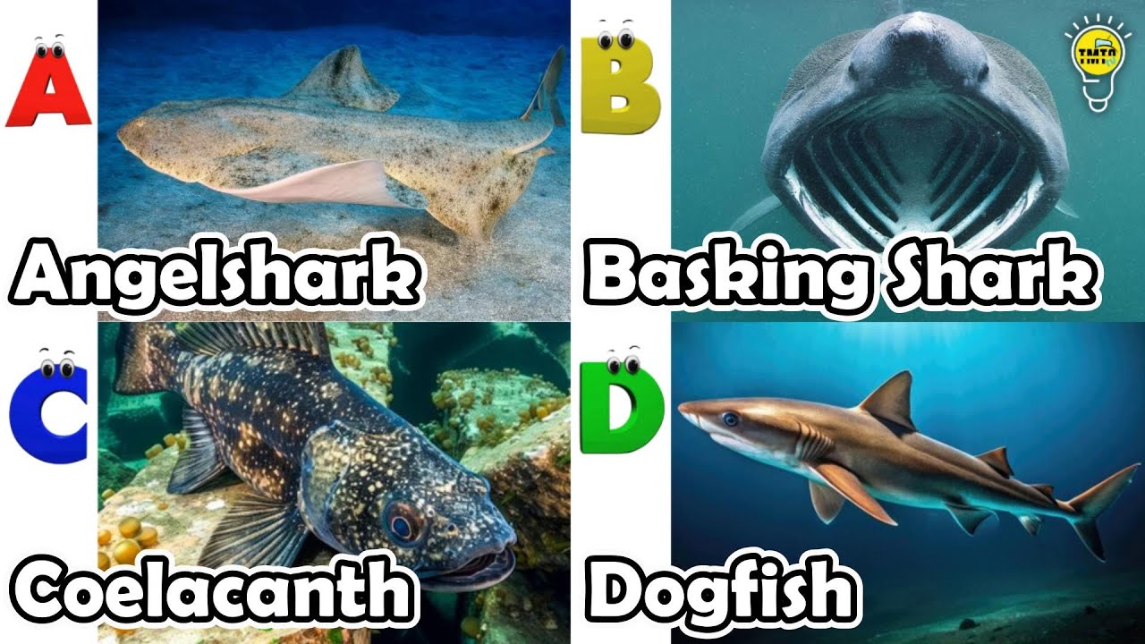 ABC phonics animals | ABC Sea Animals song | Alphabets Kids Song # ...