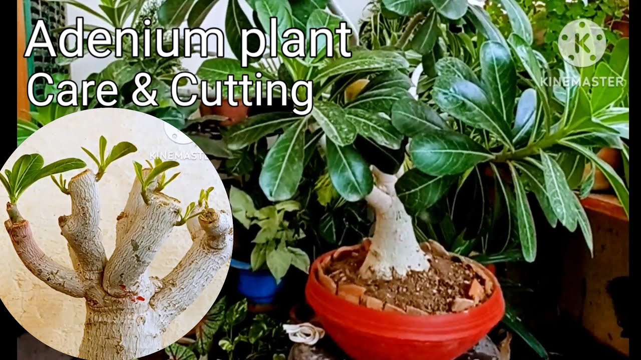 Adenium plant pruning, कटिंग updat |care adenium plant#plant ...