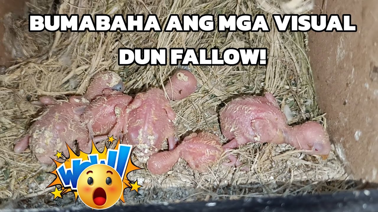 Bumabaha ang mga visual Dun Fallow! 🔥🦜😲 - YouTube