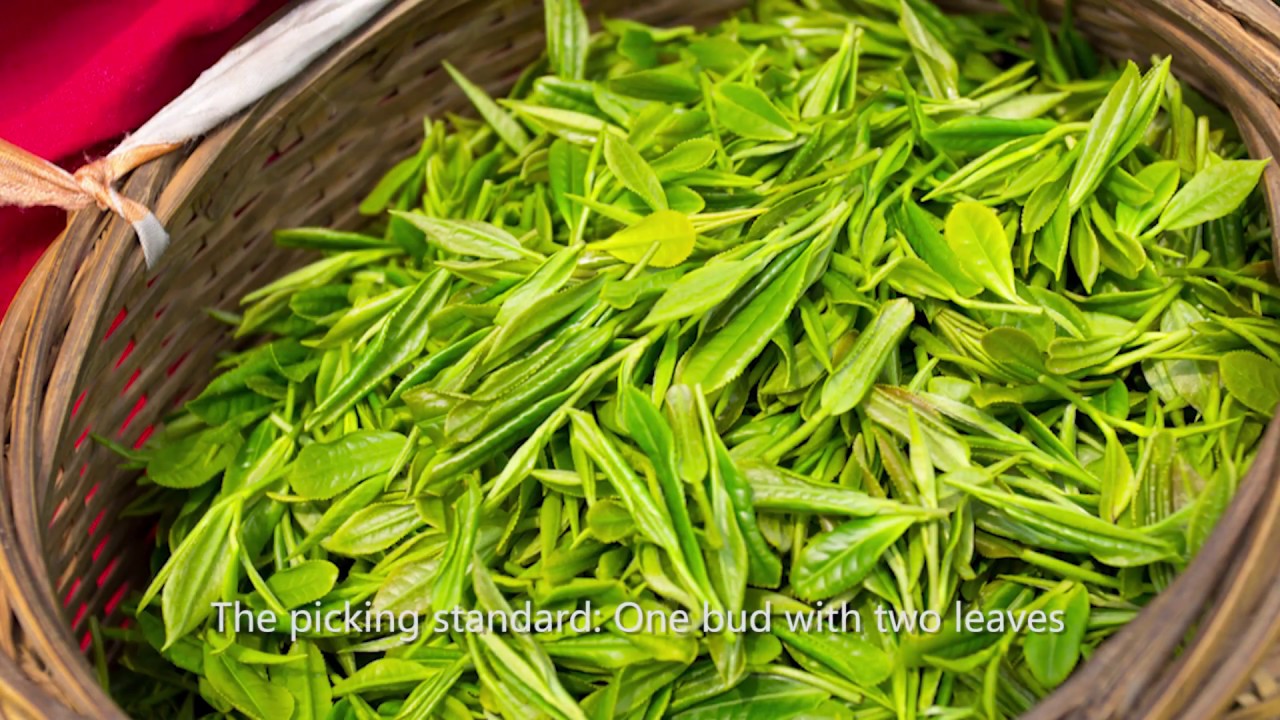 How to Make Anji White Tea Green Tea | JK Tea Shop - YouTube