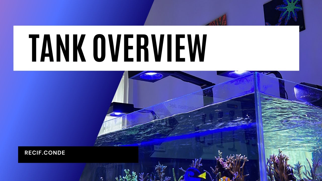 Overview of my shallow reef tank - YouTube