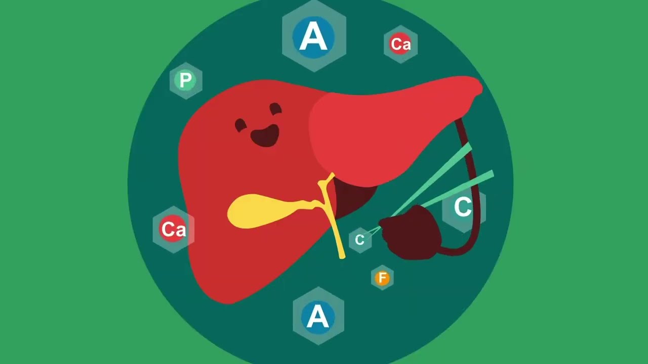 Liver Diagram For Kids