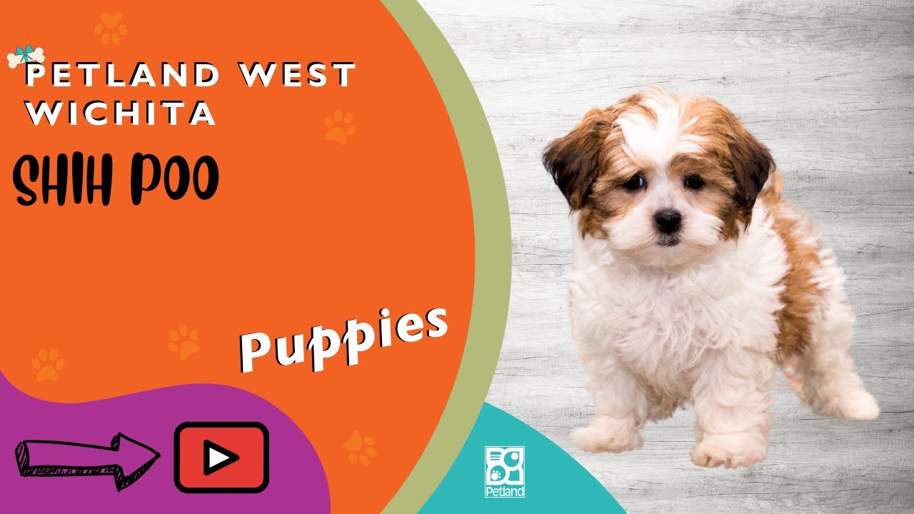 Shih Poo Fun Facts - YouTube