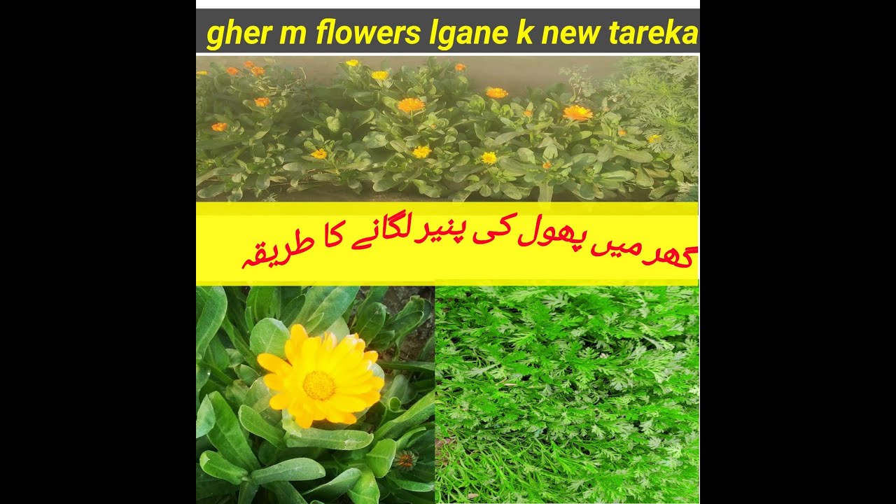 gher m marigold flower grow Karne k easy tarek | how to grow flowers ...