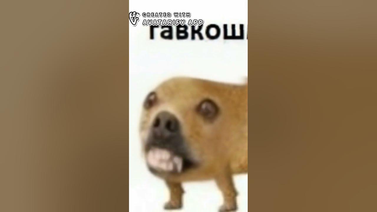 Гавкошмыг - YouTube