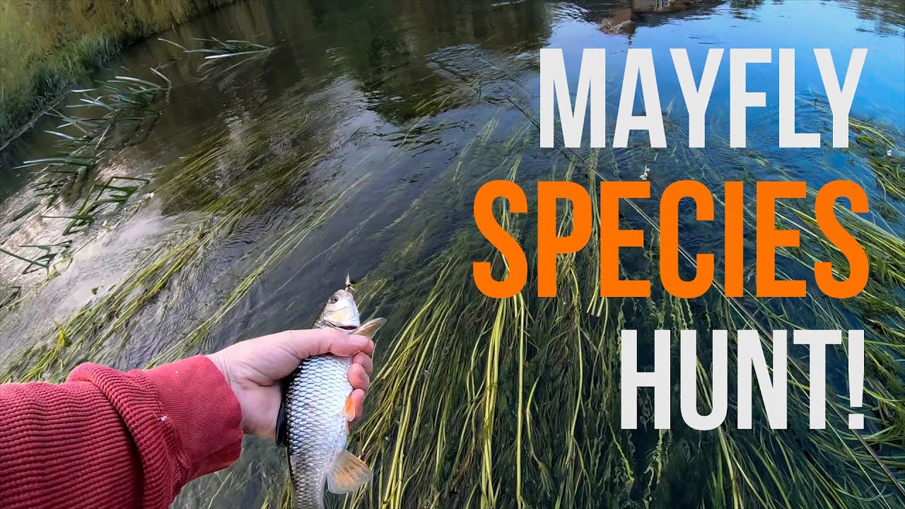 Fishing the mayfly - but species hunting? - YouTube