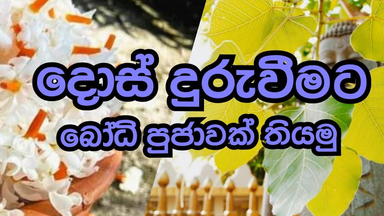 ⁣Bodipujawa බෝධි පුජාව |උදේ සවස budun wadima | hawasata bodi pujawa ...