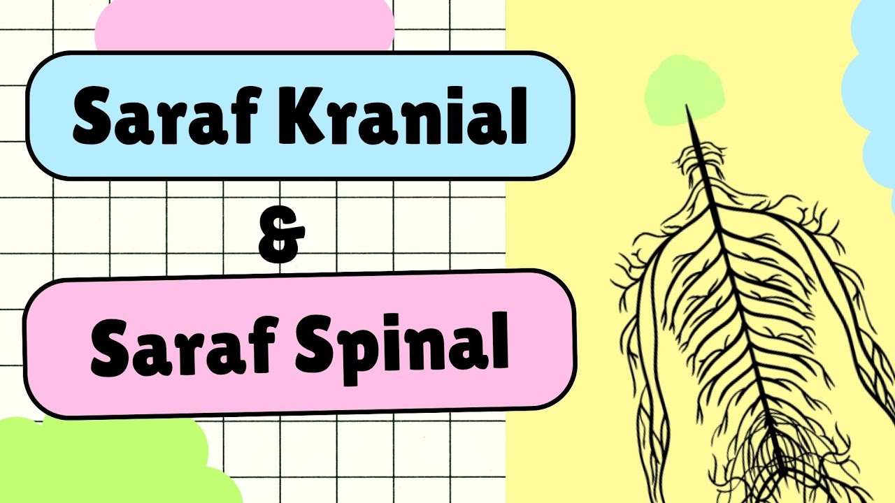 12 Saraf Kranial & 31 Saraf Spinal - YouTube