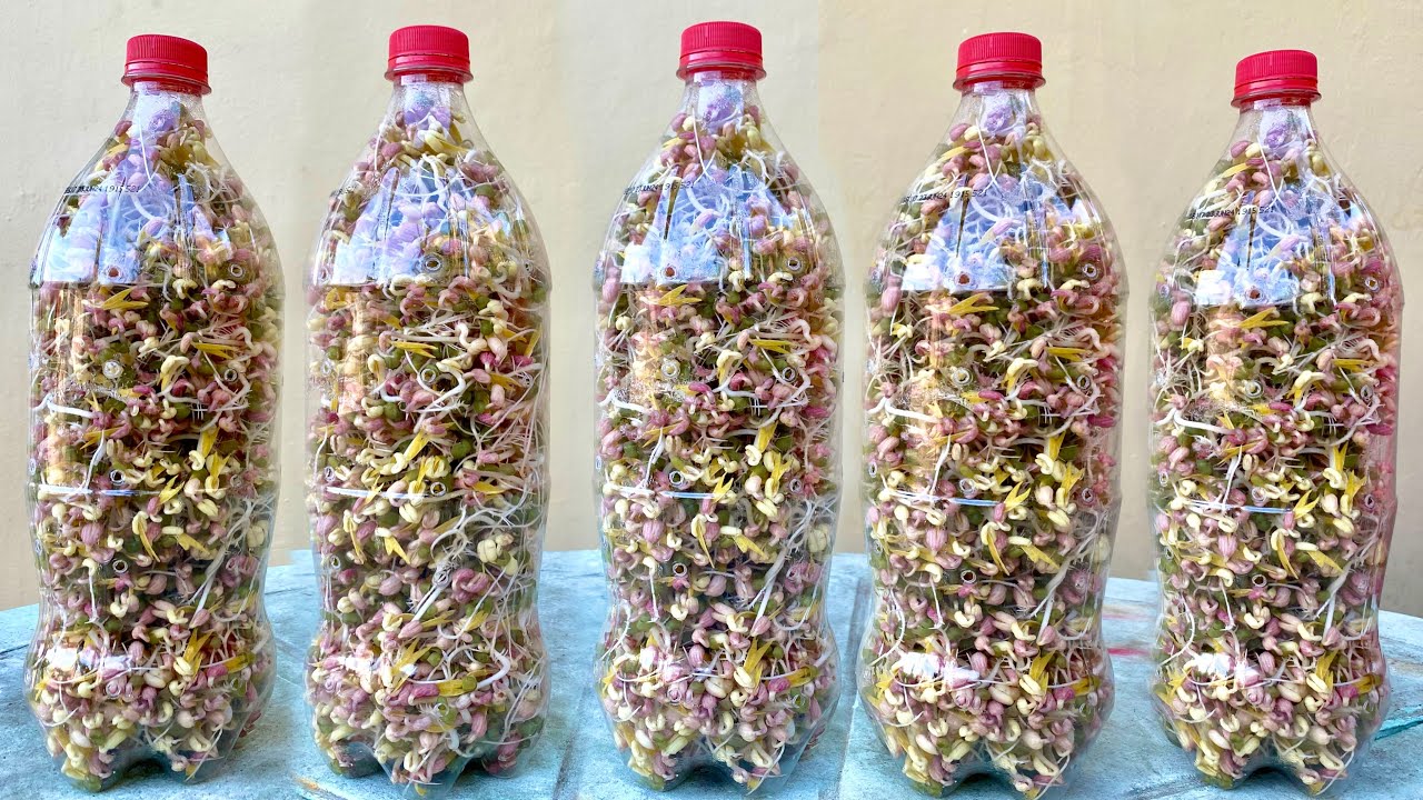 Easy Way to Grow Bean Sprout in Plastic Bottles - YouTube