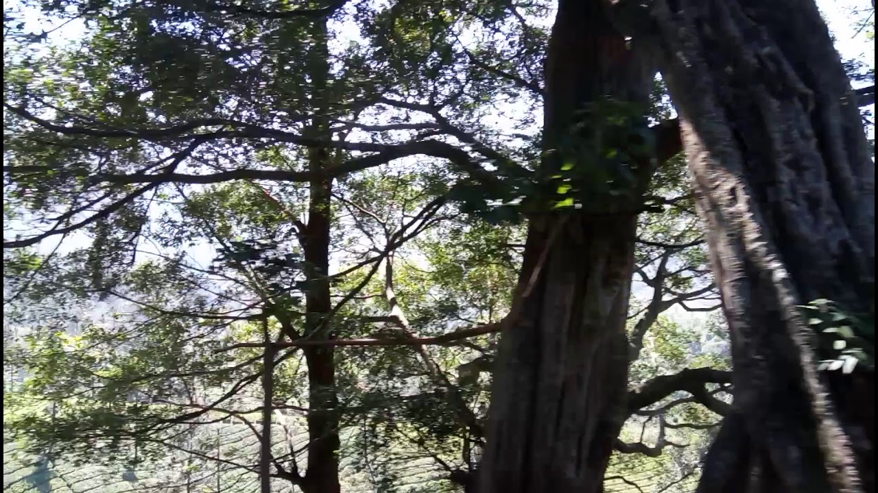 Munnar 26 December 2020 - YouTube