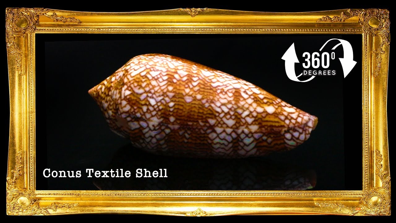 Sea Shells 360° | Textile Cone | Conus Textile Seashells - YouTube
