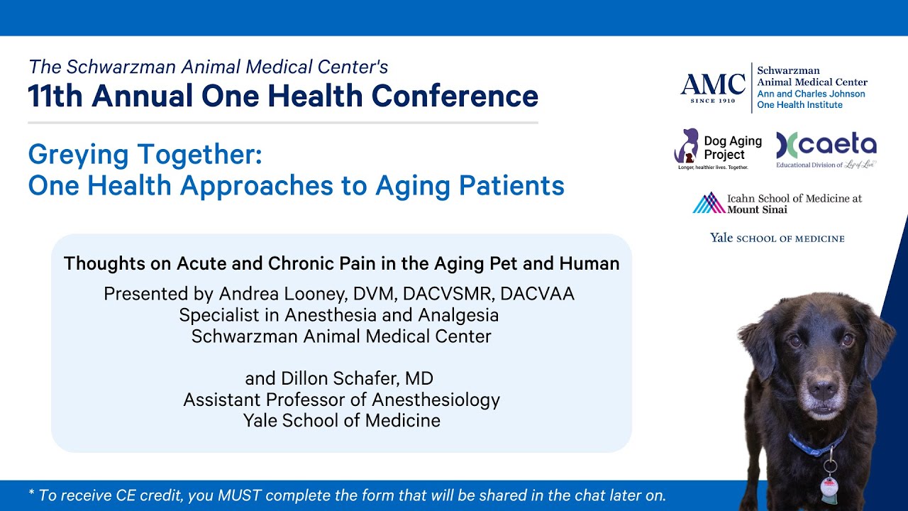 Thoughts on Acute and Chronic Pain with Dr. Andrea Looney & Dr. Dillon ...