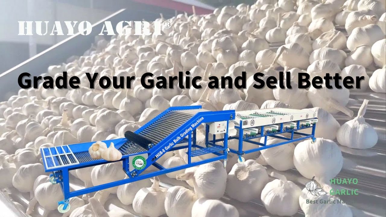 HGB-8 Garlic Bulb Sorting Machine Sorting Bulb with 6 sizes ...