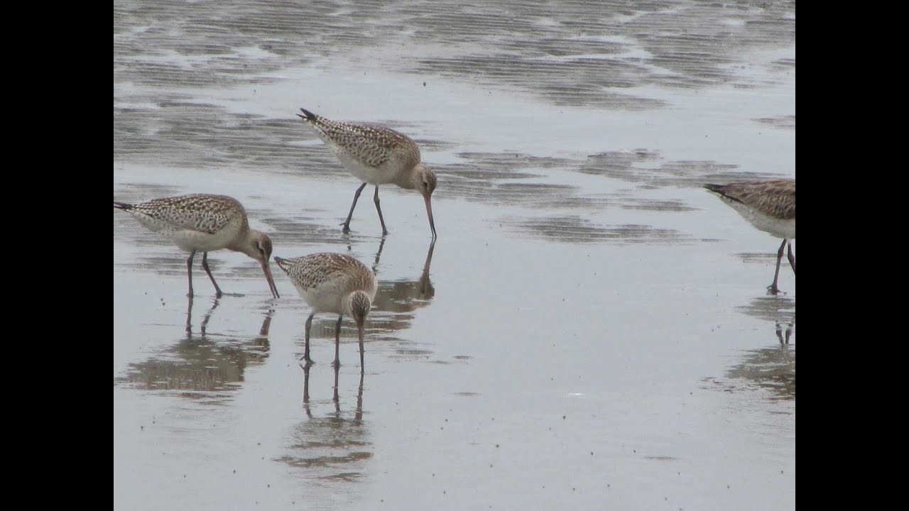 Manawatu Estuary, Foxton Beach - YouTube