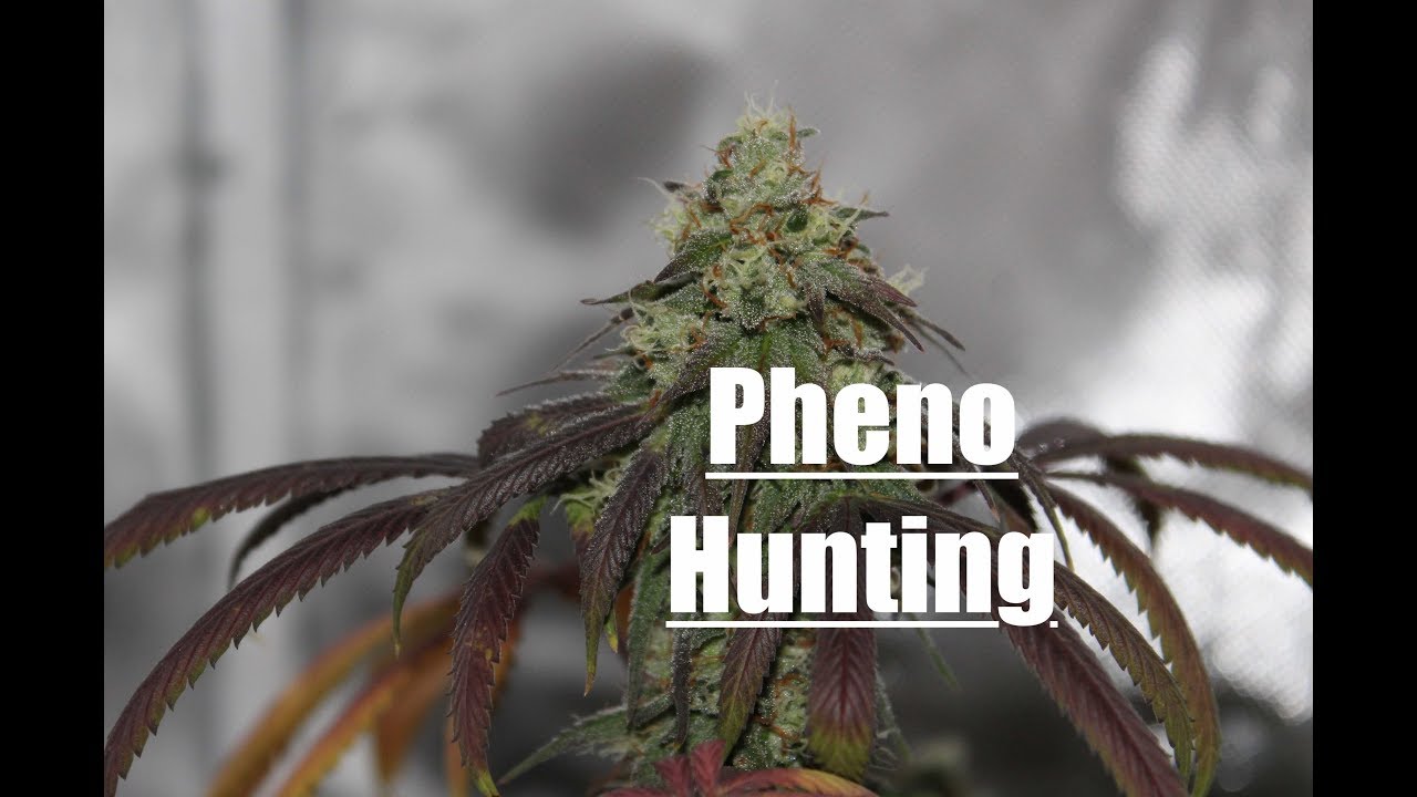 Pheno Hunting / Strain Testing CANDY PIE (Now N Later X Nitro Cookies ...