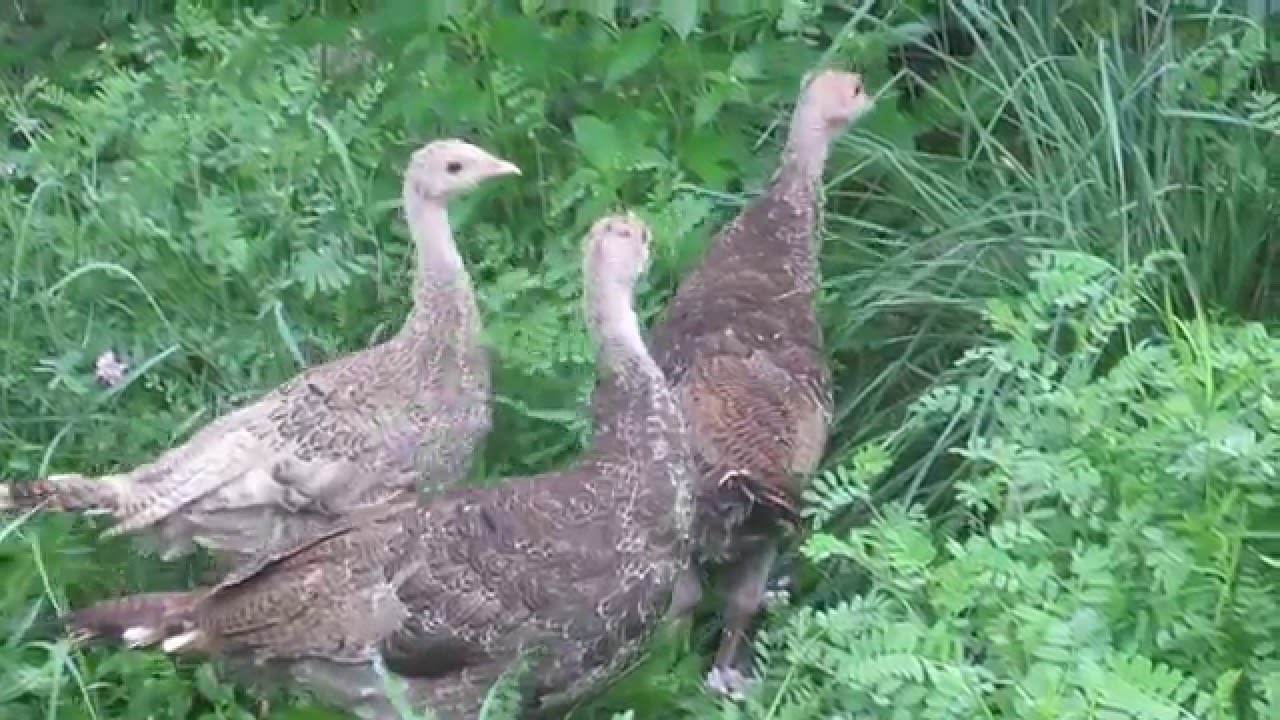 Narragansett Turkey Poults - YouTube