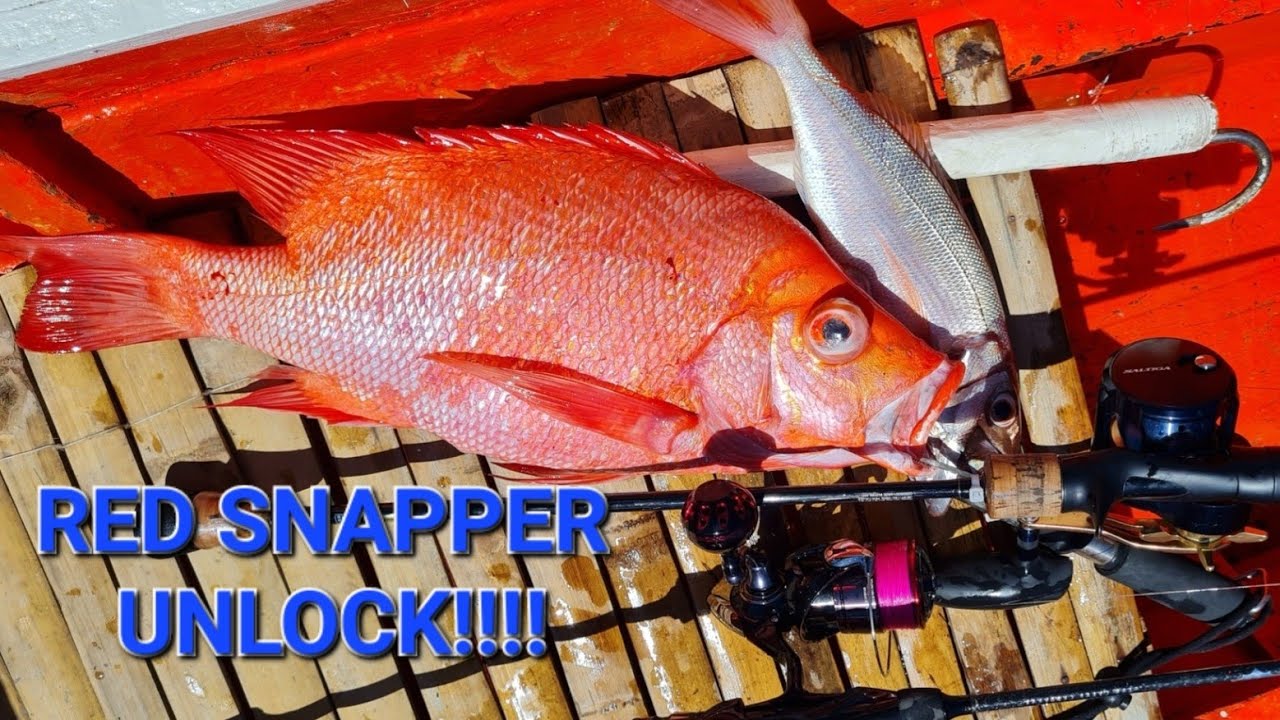 Red Snapper on JIg - YouTube