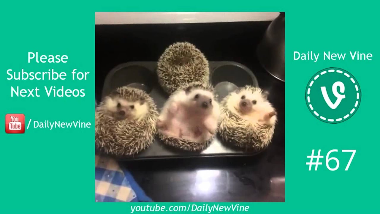 Daily Vine Compilation ★ November 20th, Thursday, 2014 ★ 184 Vine ...