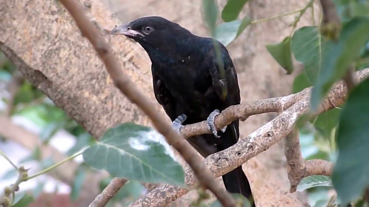 Juvenile Koel tries to imitate crow parents (0:20 onwards) - YouTube