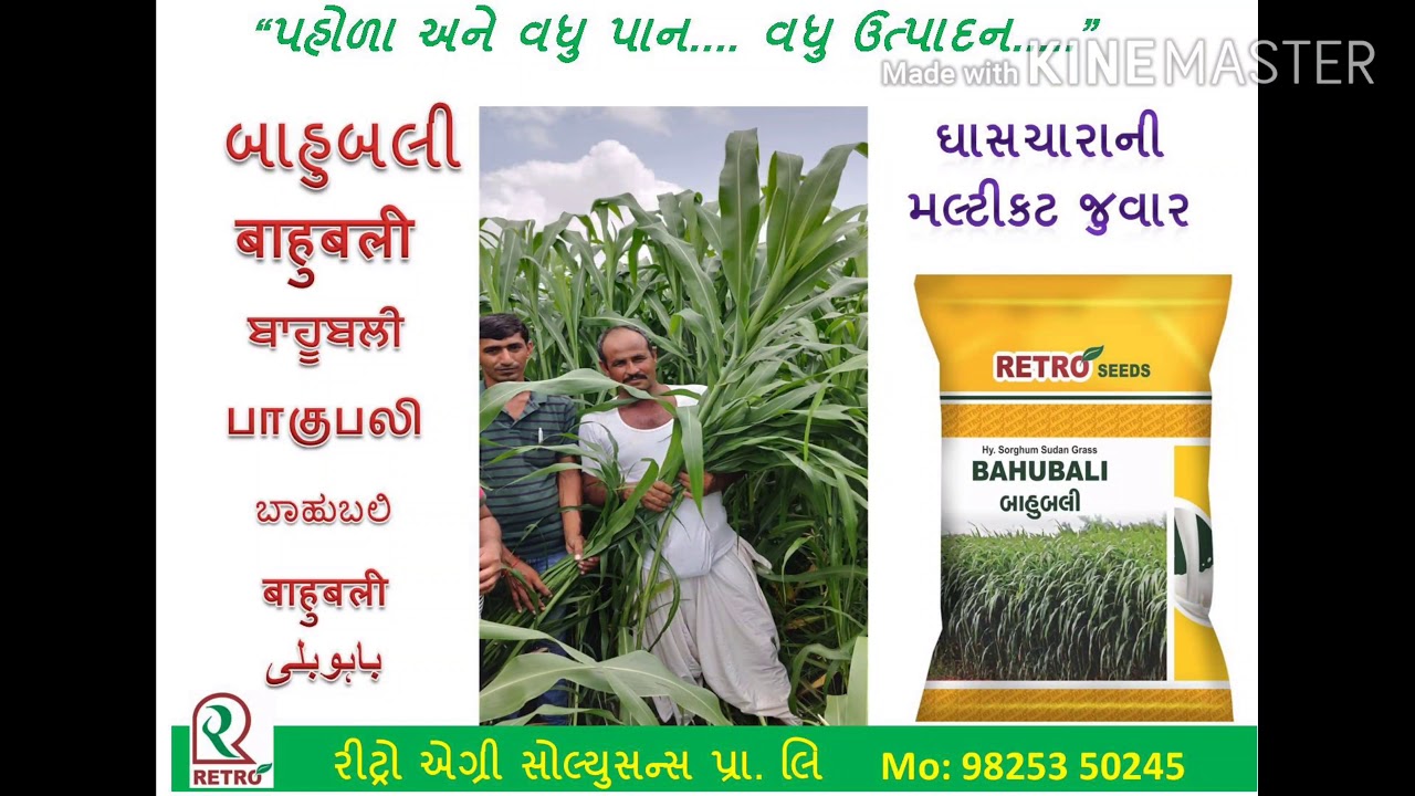 બાહુબલી /ઉનાળુ અને ચોમાસુ ઘાસચારો/ મલ્ટીકટ જુવાર /Multicut SSG / Summer ...