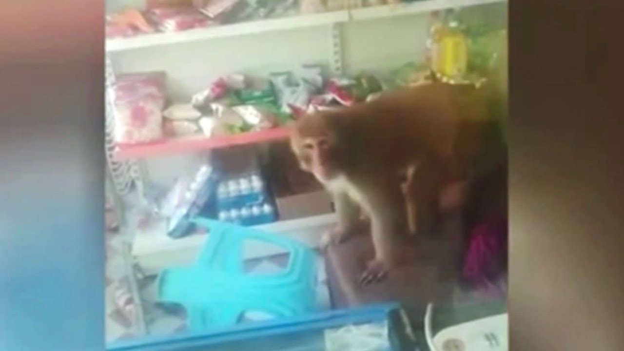 Monkey robs grocery shop in southwestern China - YouTube