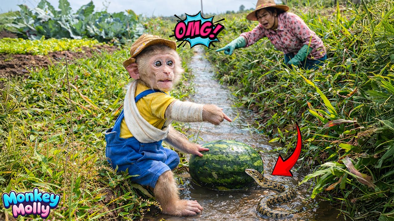 Monkey Molly accidentally discovers a strange watermelon — what happens ...