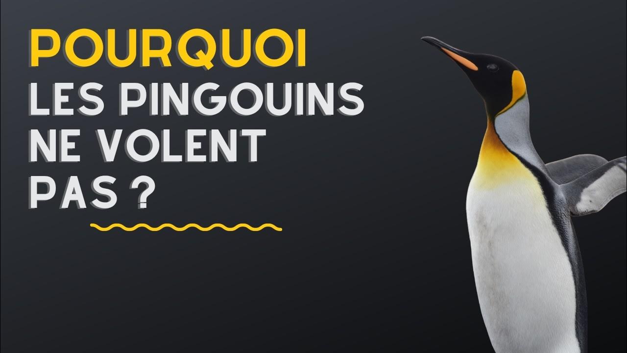 Pourquoi les pingouins ne volent pas ? - YouTube