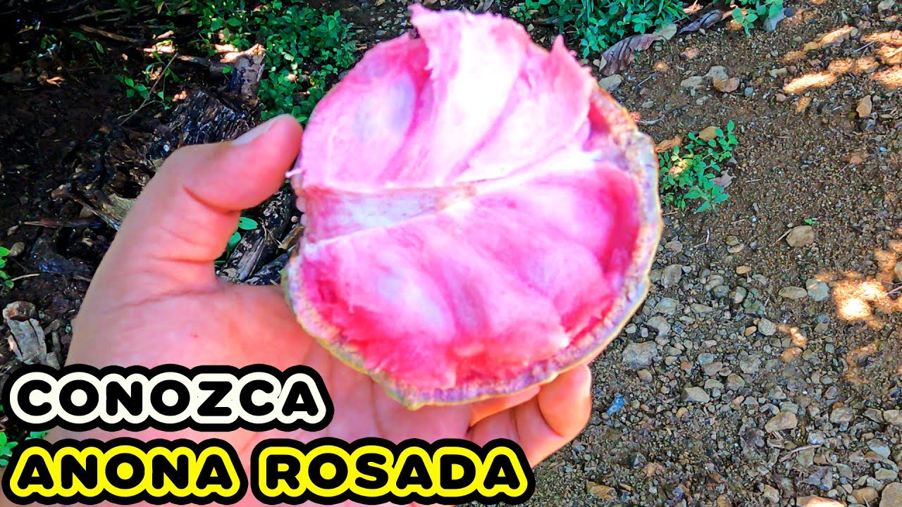 TEMPORADA DE ANONAS EN EL SALVADOR! CONOZCA LAS ANONAS ROSADAS, LAS HAS ...