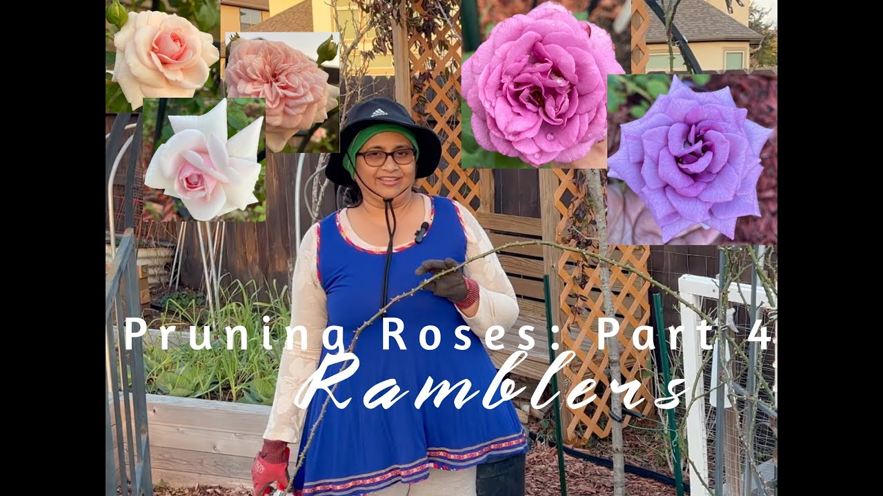 Pruning Rambling Roses: Part 4 - YouTube