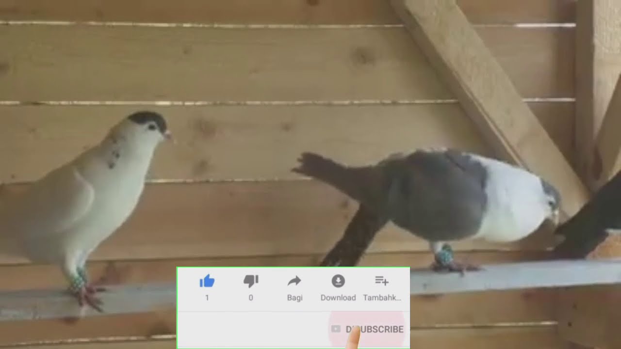 Pigeon Farming In House | Indoor Pigeon Breeding | Beautiful Pigeons ...