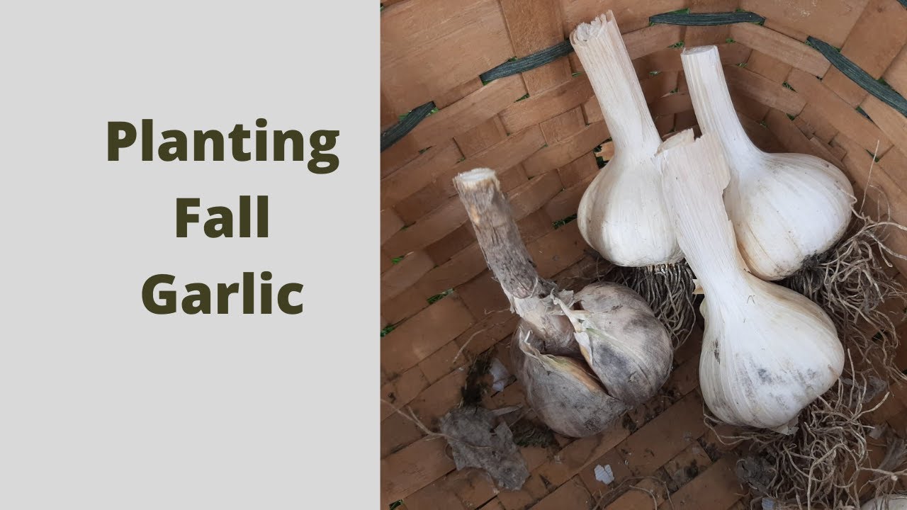 How to plant fall Garlic - YouTube