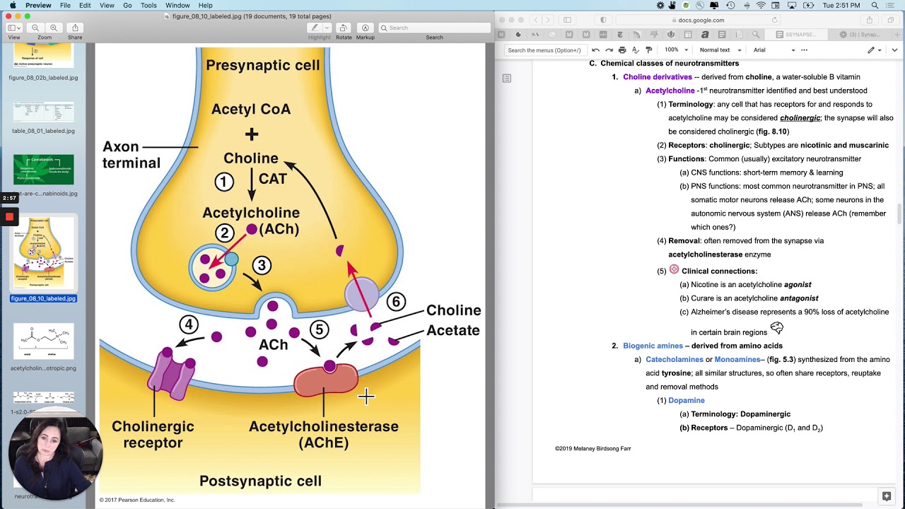 Synapses6 Choline derivatives - YouTube