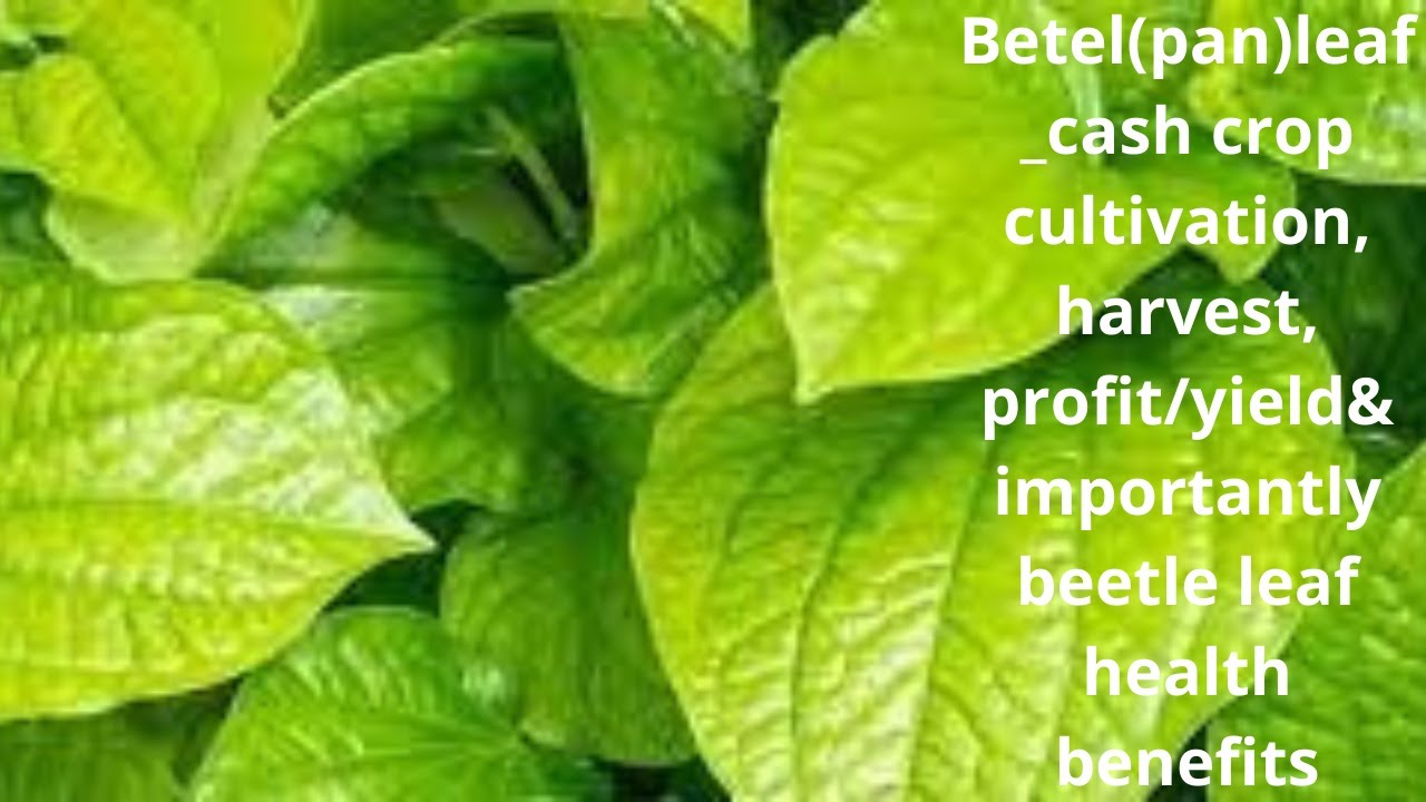 Betel(pan)leaf _cash crop cultivation harvest profit/yield& importantly ...