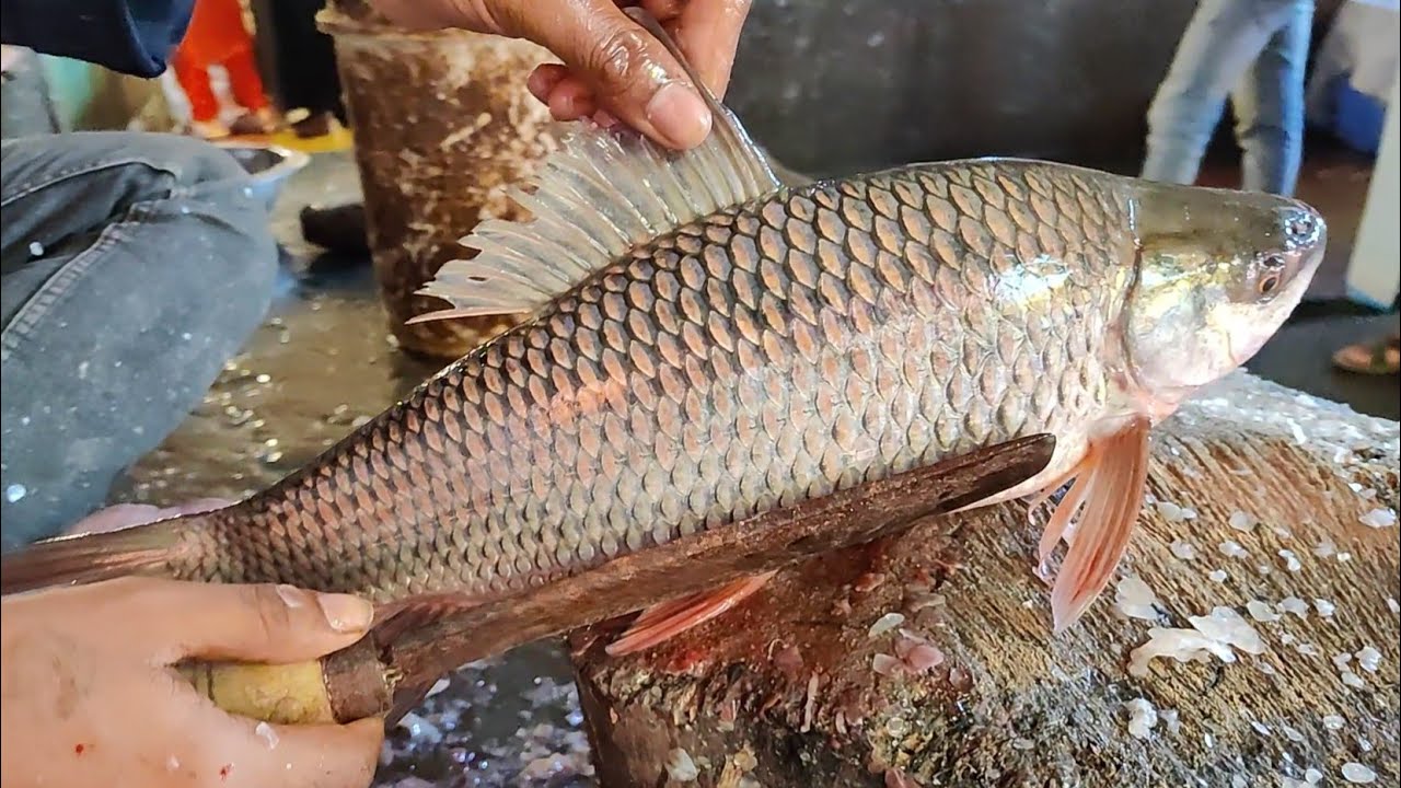 Amazing Deshi Rohu Fish Cutting Skills Live In BD Fish Market। - YouTube