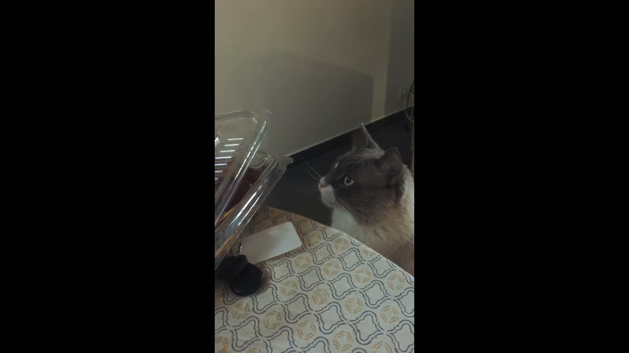 Funny talking cat - YouTube