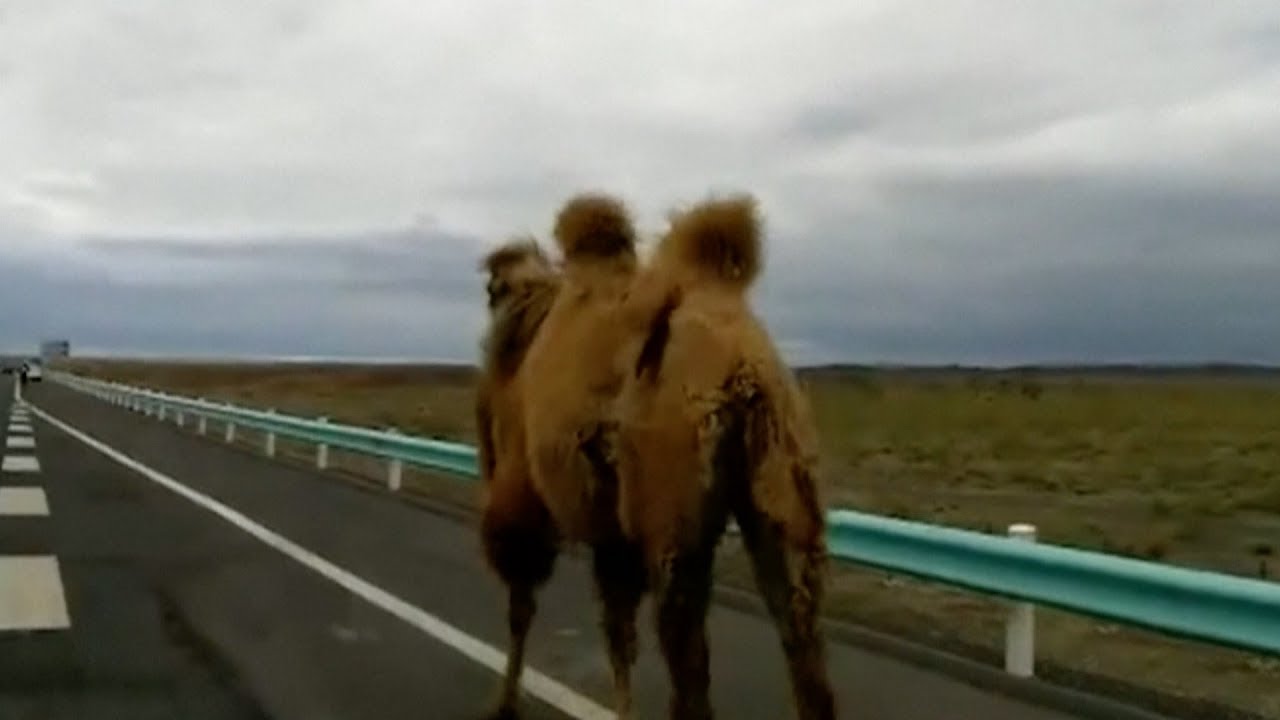 Life in the fast lane as camels take highway stroll in Xinjiang - YouTube